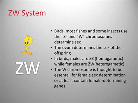 Lec12 Sex Determination Pptx