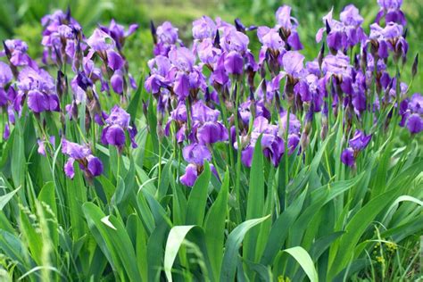 Steps To Divide Irises And The Best Time To Do It LeafyJournal