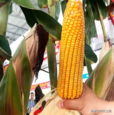 玉米种子胚的结构图 说明书网