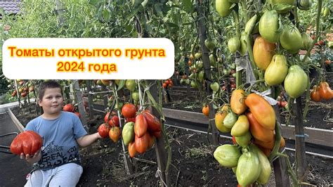 Это надо видеть!😍 Минусинские помидоры в открытом грунте и не только ...