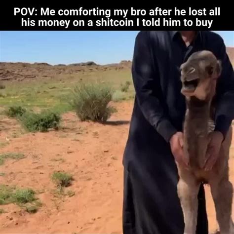 A Camel Ity Of A Conversation Album On Imgur