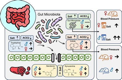 Salt Responsive Gut Microbiota Induces Sex Specific Blood Pressure