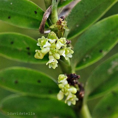 Appendicula Reflexa The Back Bent Appendicula Appendicul Flickr