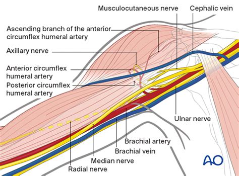 Deltopectoral Interval Approach To The Proximal Humerus