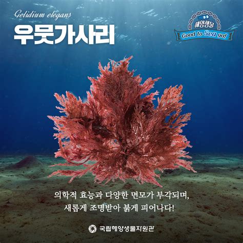 국립해양생물자원관 인스타 썸네일 굿투씨야 시리즈 Behance