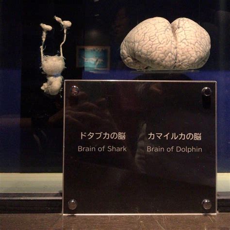 Cerebro De Un Tiburón Vs Cerebro De Un Delfín