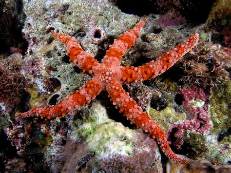 Biotic Factors Intertidal Zones