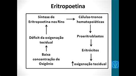 Eritropoetina Conceito Produção E Ação Fisiologia Eritropoiese Hematologia Youtube