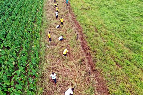 18million Trees In 4 Years 60pc Of Target Includes Exotic Native Fruit And Coastal Species