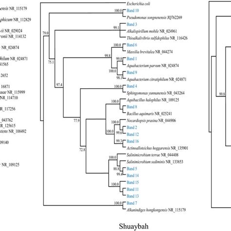 Phylogenetic Trees Based On The Sequencing Of The 16s Rrna‐gene Bands Download Scientific