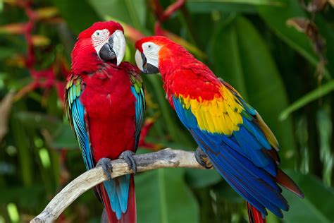 Vibrant Scarlet Macaws 4k Ultra Hd Wallpaper