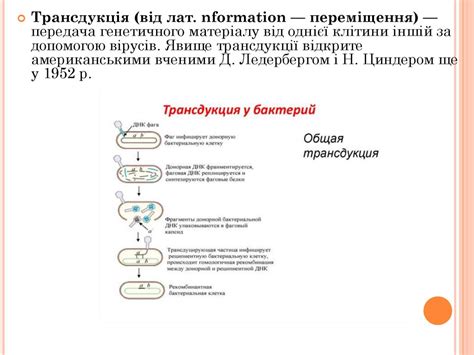 Прокаріотичні організми бактерії Особливості їхньої організації та функціонування