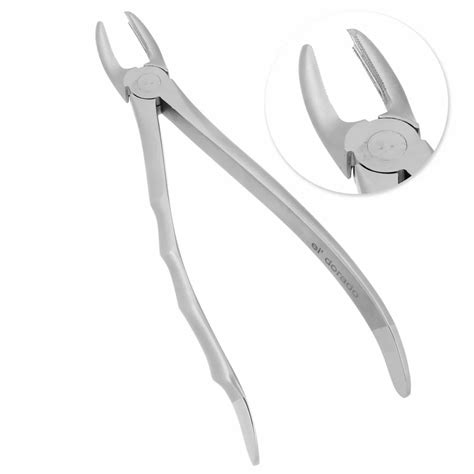 Stainless Steel Premium Extraction Forceps No18 At ₹ 1200piece In New