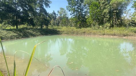 ขายที่ดินเปล่า พร้อมต้นสัก พื้นที่ 5 5 ไร่ ราคา 4 5 ล้านบาท ต ซำฆ้อ อ เขาชะเมา จังหวัด ระยอง Ennxo