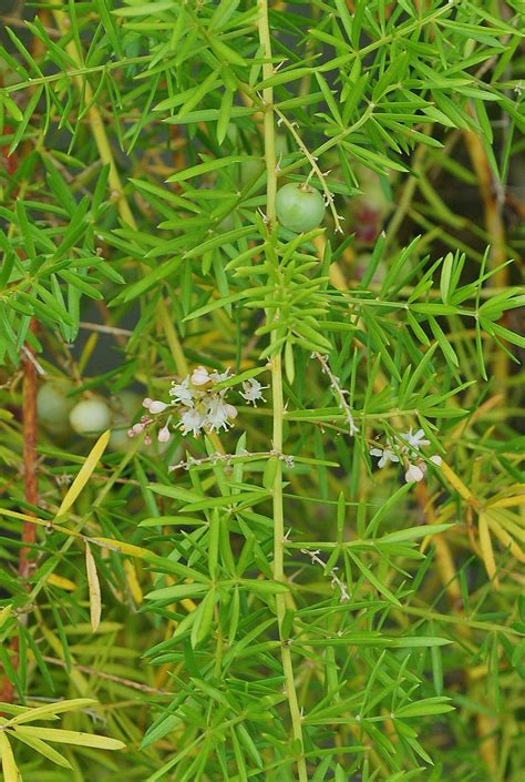 Asparagus Plant