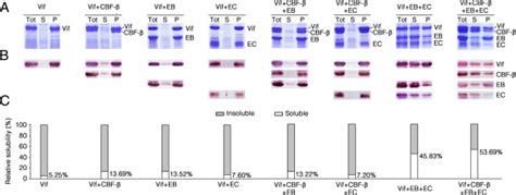 Soluble Vif And Cbf β Proteins Can Be Efficiently Produced Only In The