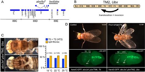 Cytological Location Of Ubx And Its Homeotic Mutations A Ubx Maps To Download Scientific