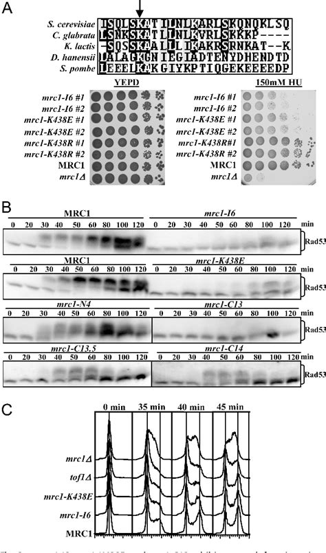 Figure 1 From Mrc1 Phosphorylation In Response To Dna Replication Stress Is Required For Mec1