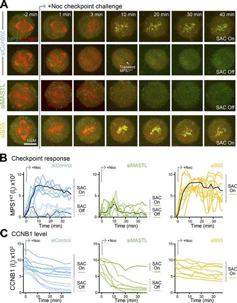 The Anaphase Checkpoint Reactivation Threshold Is Set By Pp2a B55 And