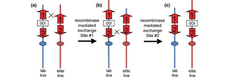 Schematic Representation Of A Recombinase Mediated Introgression Event