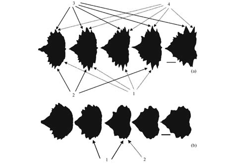 Example Of Point Score Obtained By The Optimized System For Sex Download Scientific Diagram