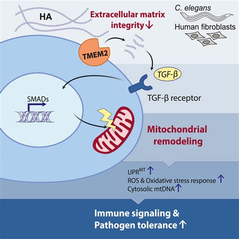 The Extracellular Matrix Integrates Mitochondrial Homeostasis World Mitochondria Society
