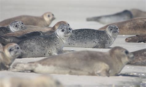 33 Interesting Facts About Harbor Seals Worlds Facts