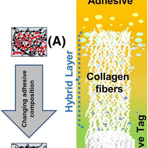 Schematic Of The Adhesive Dentin Interface Within The Hybrid Layer Download Scientific