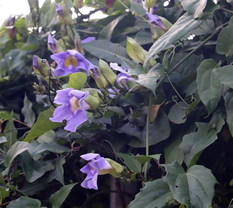 Thunbergia Grandiflora Skyflower اسکائی فلاور Gardenia Hub