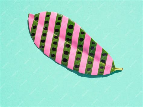 Изолированный лист фикуса с розовыми полосами на синем фоне | Бесплатно ...