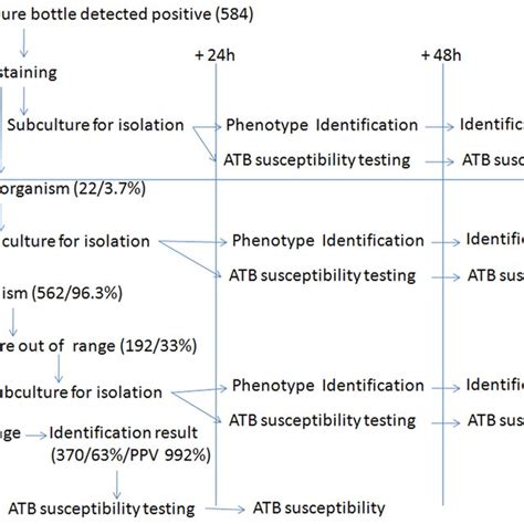 Maldi Tof Identification Proposed Maldi Tof Ms Procedure For Download Scientific Diagram