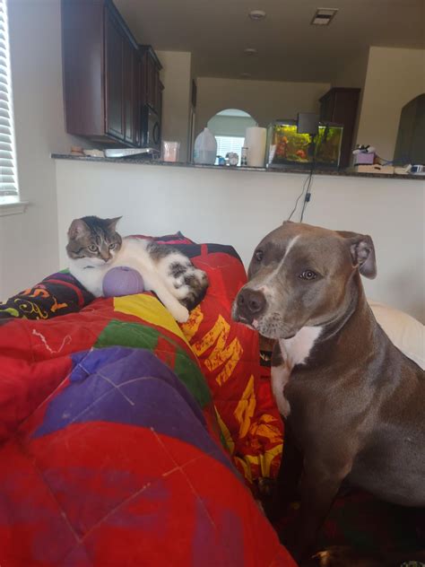 Pibble Being Pibble R Velvethippos