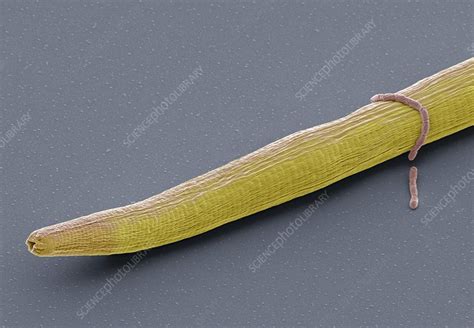 C Elegans Worm Sem Stock Image C0197169 Science Photo Library