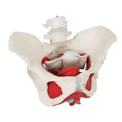 Buy Pelvic Floor Model Female Pelvis Model Human Anatomy Medical