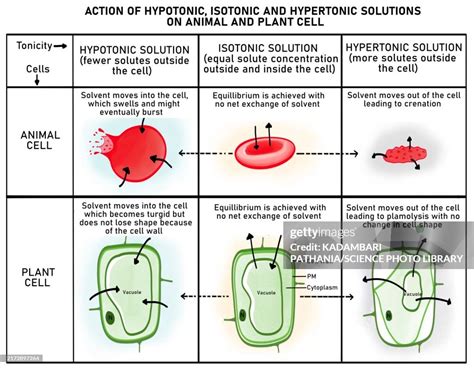 Hypotonic Isotonic And Hypertonic Solutions Illustration High Res