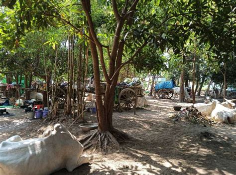 တန့်ဆည်တွင် စစ်တပ်က အထိုင်ဂိတ်စခန်းသစ်များ ချနေ၍ ကျေးရွာ ၁၃ ရွာမှ ပြည်သူ ၁ သောင်းကျော် ထွက်ပ