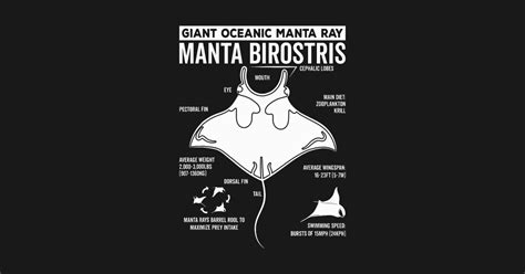 Manta Ray Anatomy Manta Rays Lover Stingray Snorkeling Stingray T