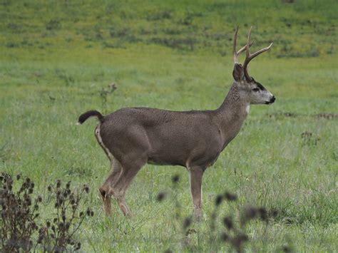 Definitive Guide To Black Tailed Deer Facts Habitat Conservation