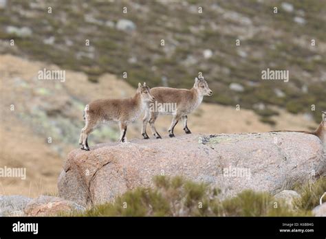 Spanish Ibex Mating Season Stock Photo Alamy