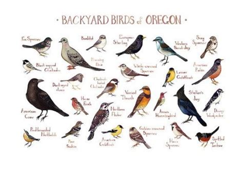Oregon Birds 30 Species The Beaver State Is Proud To Show