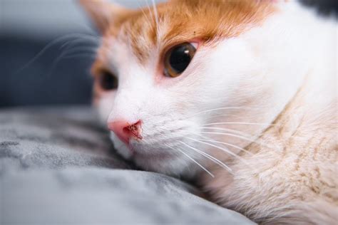 Is Silica Cat Litter Safe For Cats Vet Approved Pros Cons And Faq Catster
