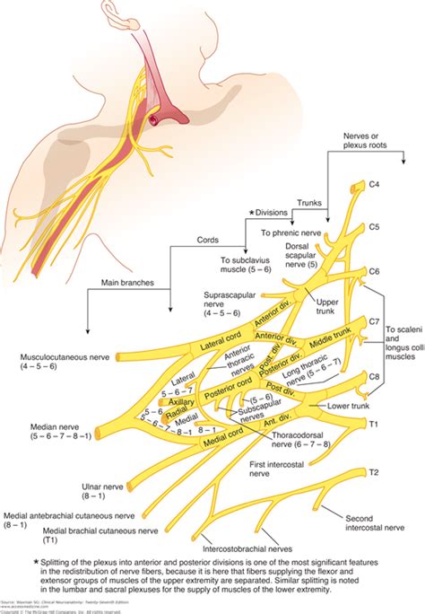 Appendix C Spinal Nerves And Plexuses Neupsy Key