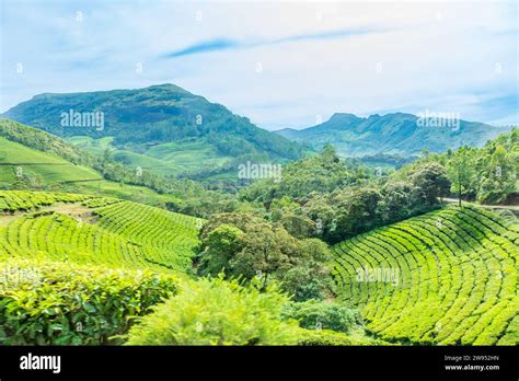 Forest And Green Fields Of Tea Garden Plantations On The Hills
