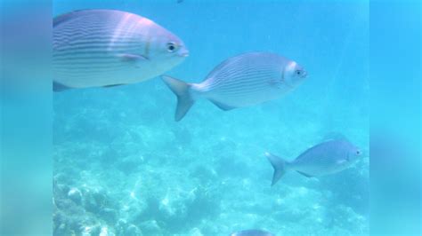 Kyphosus Vaigiensis Bass Seachub Blue Bronze Chub Bluefish Brassy