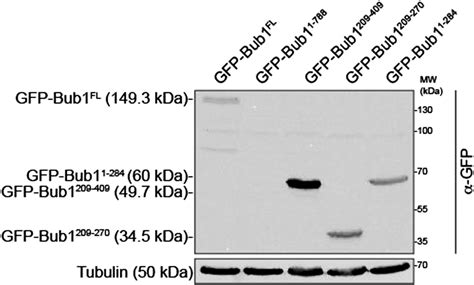 A Molecular Basis For The Differential Roles Of Bub1 And Bubr1 In The
