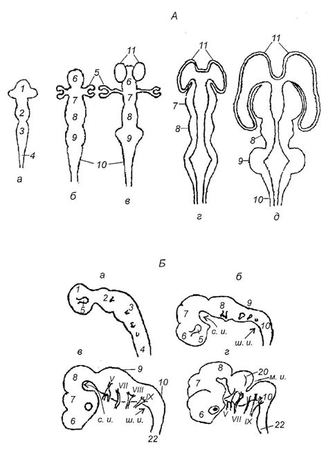 Виды нервных клеток схема