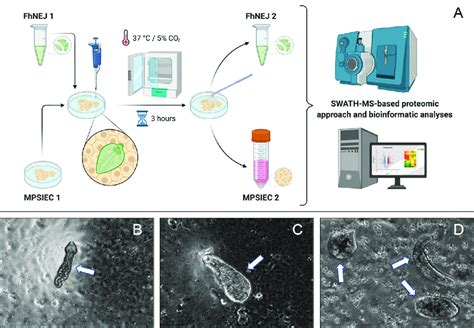 Experimental Design Of The In Vitro Interaction Model Between F