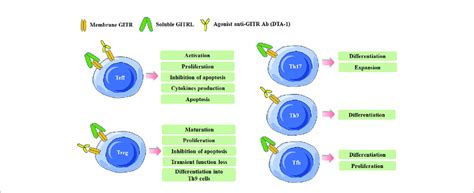 Effects Of Glucocorticoid Induced Tnfr Related Protein Gitr Download Scientific Diagram