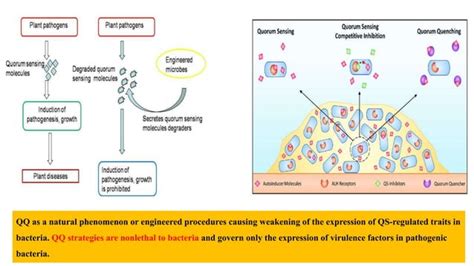 Quorum Sensing In Plant Pathogenic Bacteria Maruthi Pptx