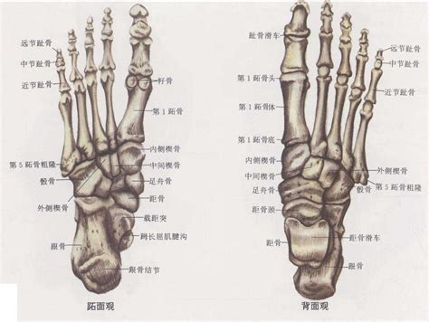 图8 34 足骨 一 临床解剖学
